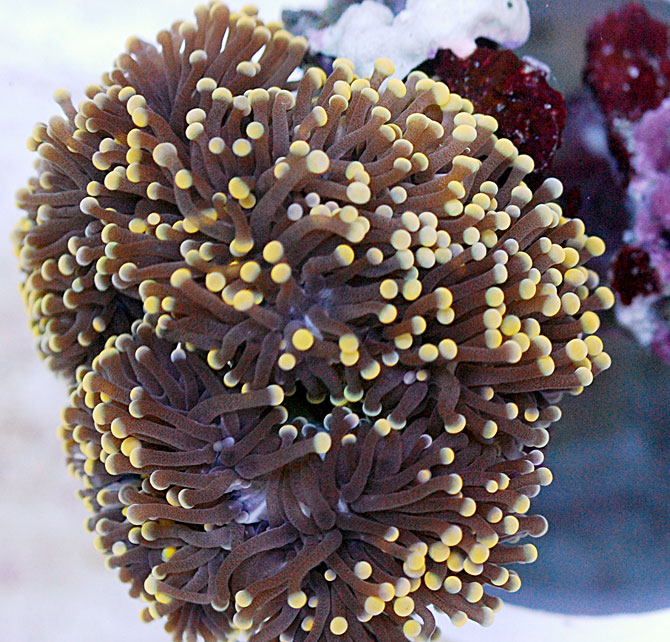 Pacific Aqua Farms Coral Gallery Lemon Tipped Torch Ball Page