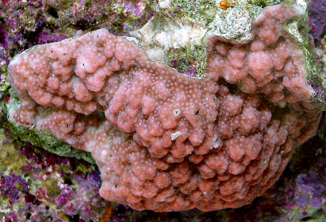 Pacific Aqua Farms Coral Gallery Peach Encrusting Montipora nodosa Page