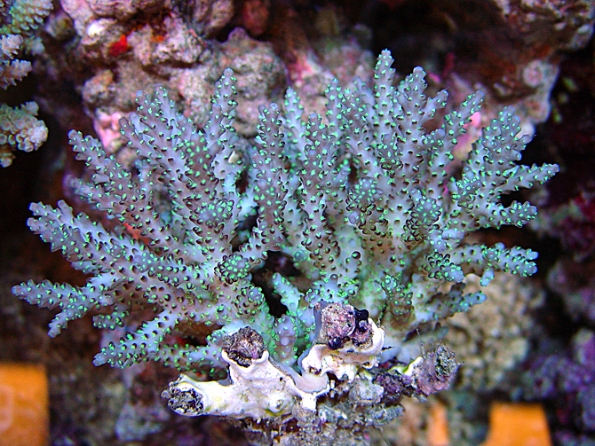 Pacific Aqua Farms Coral Gallery Blue Teal Acro Page